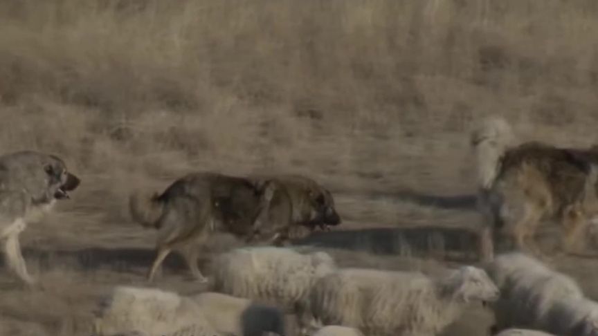 高加索犬作为军犬,它们有着什么样的地位呢?太厉害了!