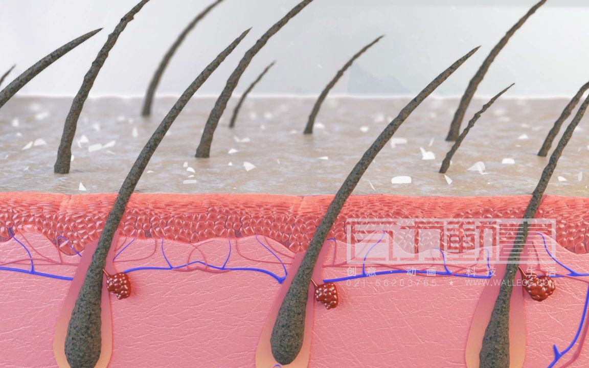 三维动画让你们了解如何驱除头皮屑