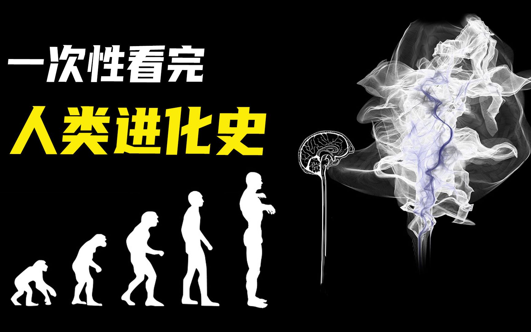一次性看完人类进化历程