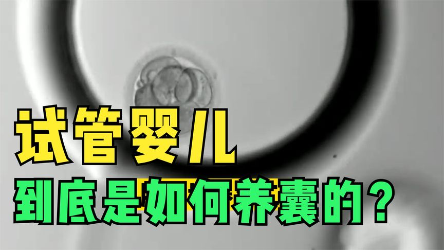 试管婴儿养囊过程是怎样的?从一个受精卵发育成囊胚,太神奇了
