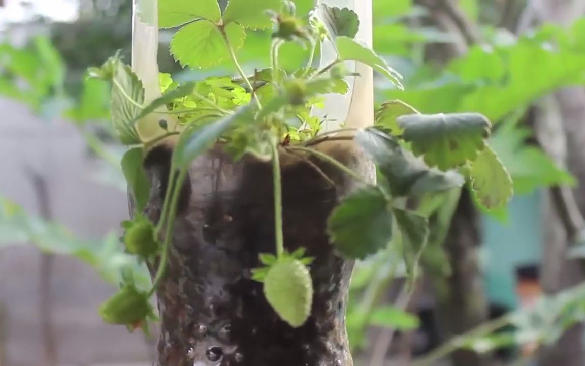 矿泉水瓶DIY的滴灌和种植设备