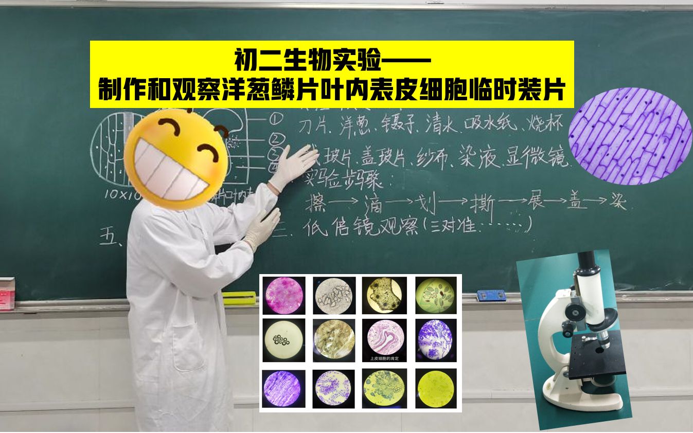 初二生物实验——制作和观察洋葱鳞片叶内表皮细胞结构图