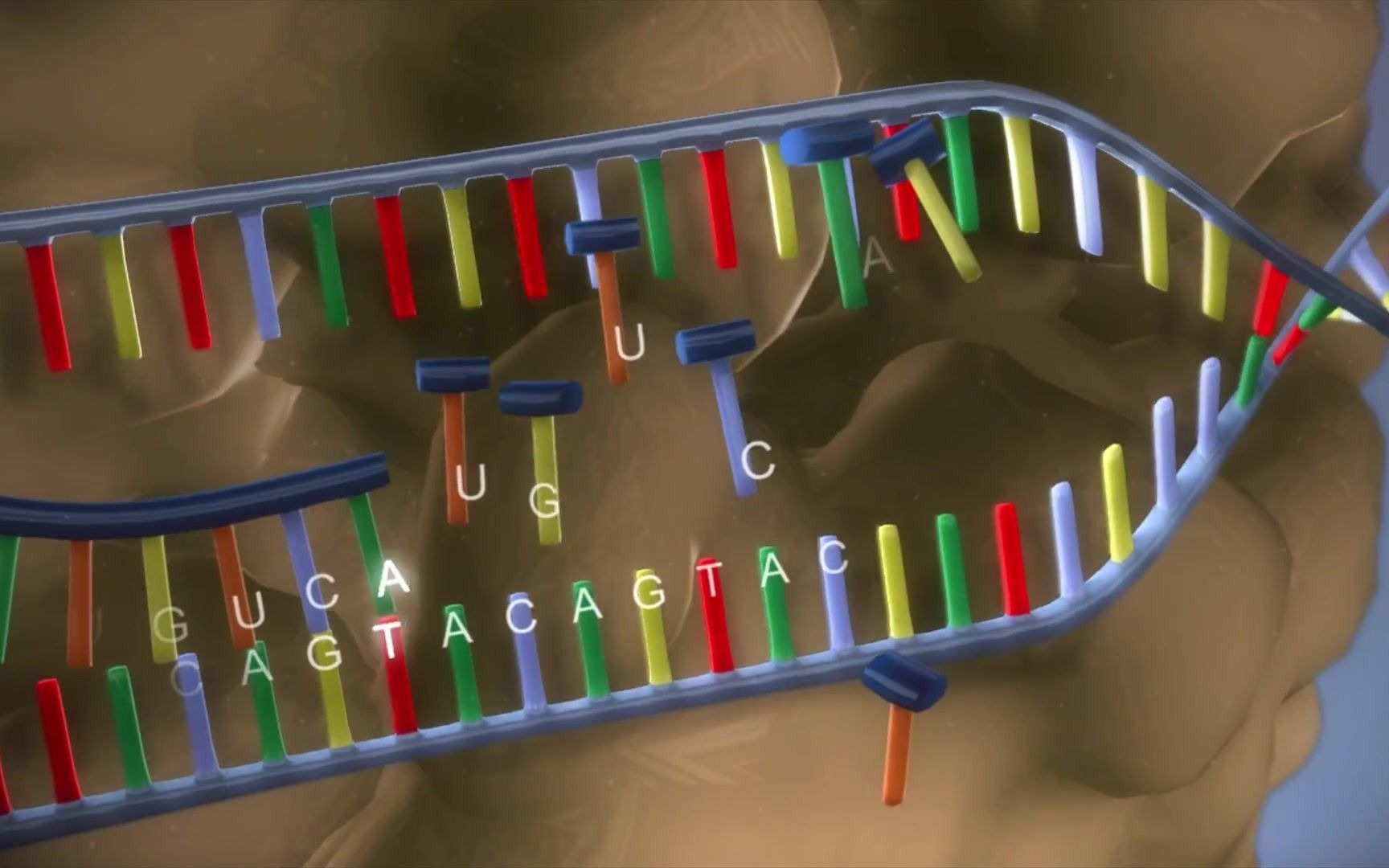 DNA 3D animations 合集(DAN的复制、转录、翻译,DNA测序)