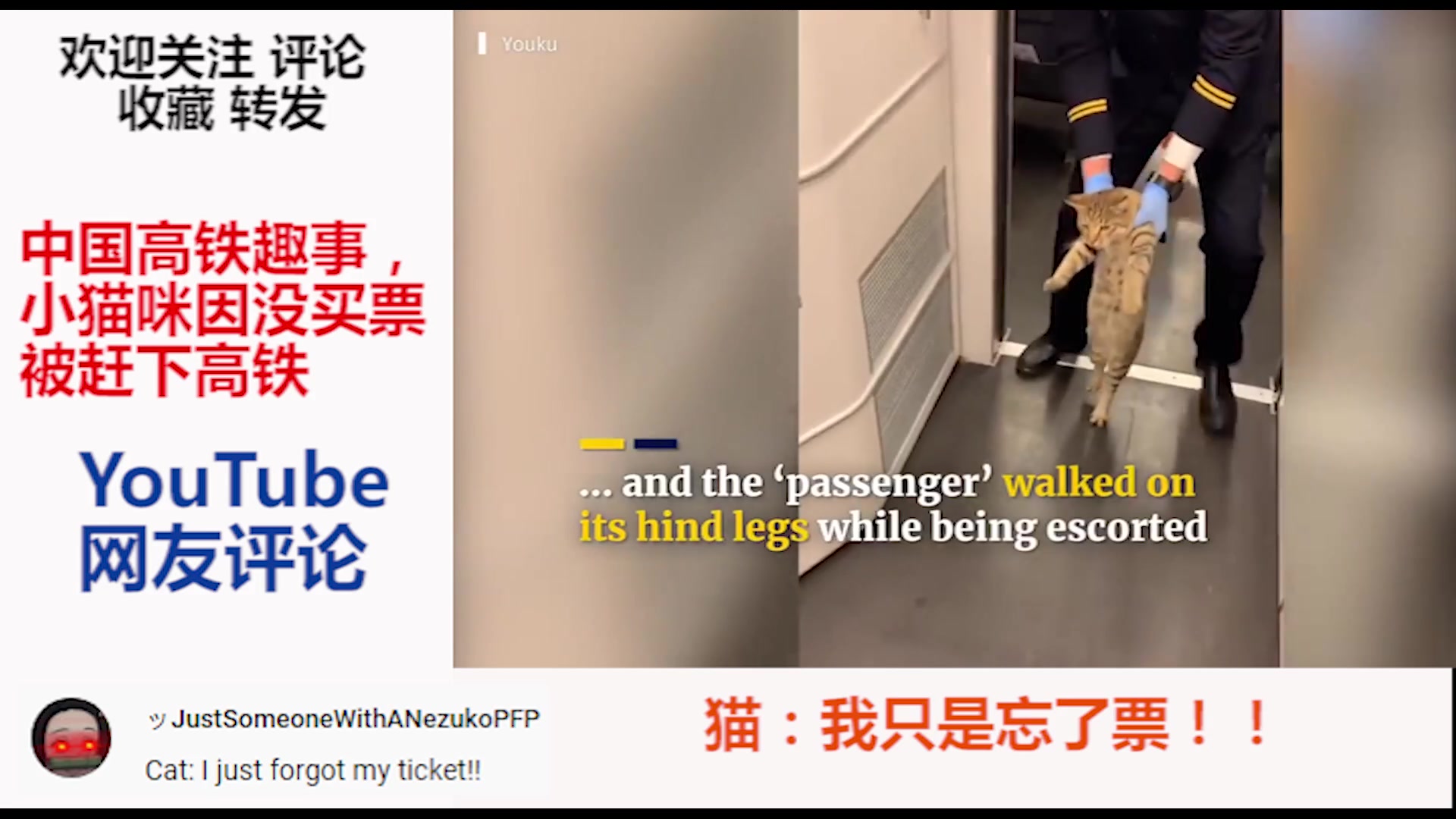 中国高铁趣事,小猫咪因没买票被赶下高铁,YouTube网友评论