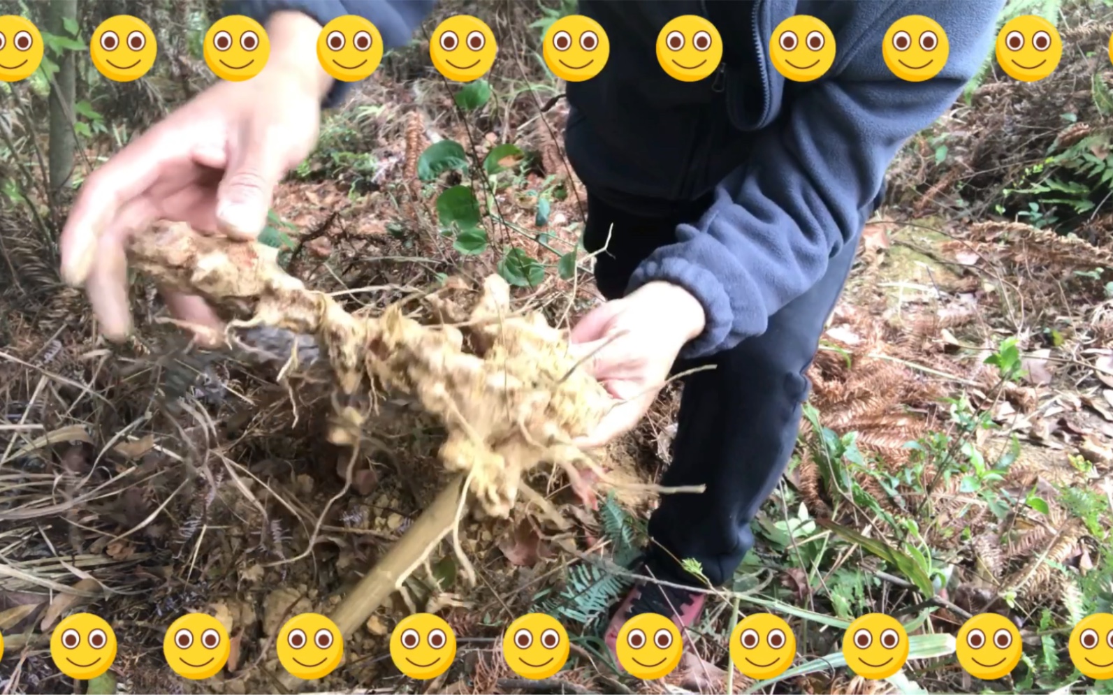 土茯苓是有什么作用,能让你有更多的了解