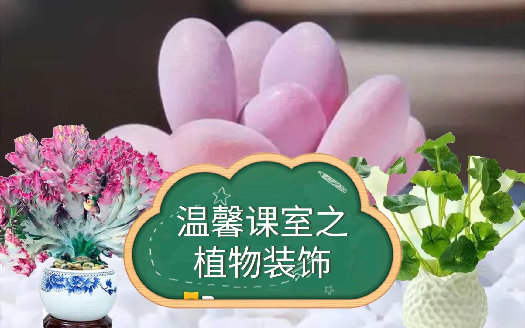 #东莞一中#温馨教室#植物选举