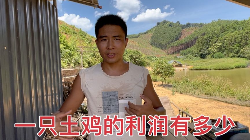 一只养了9个月的土鸡,它的利润到底有多少,今天我和大家算一算