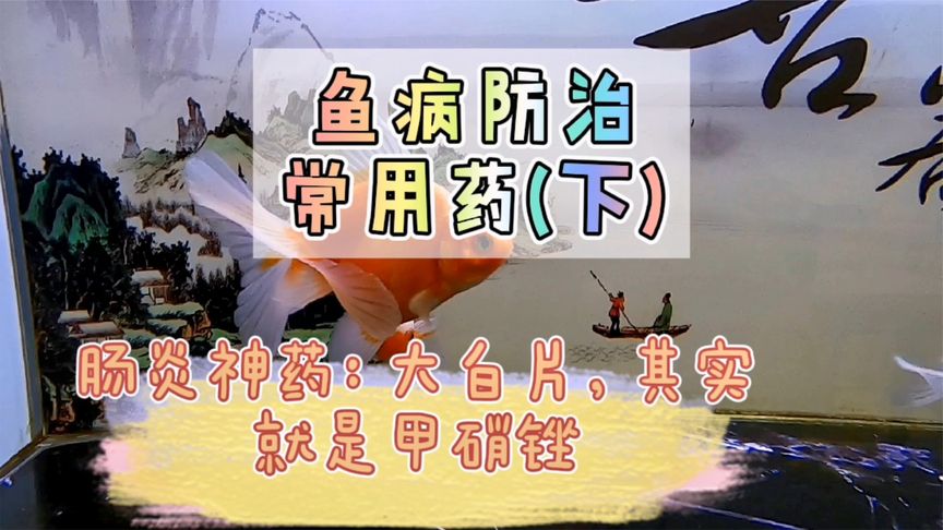 养鱼笔记1季53集: 养鱼常见鱼病的药物用法和用量(下)