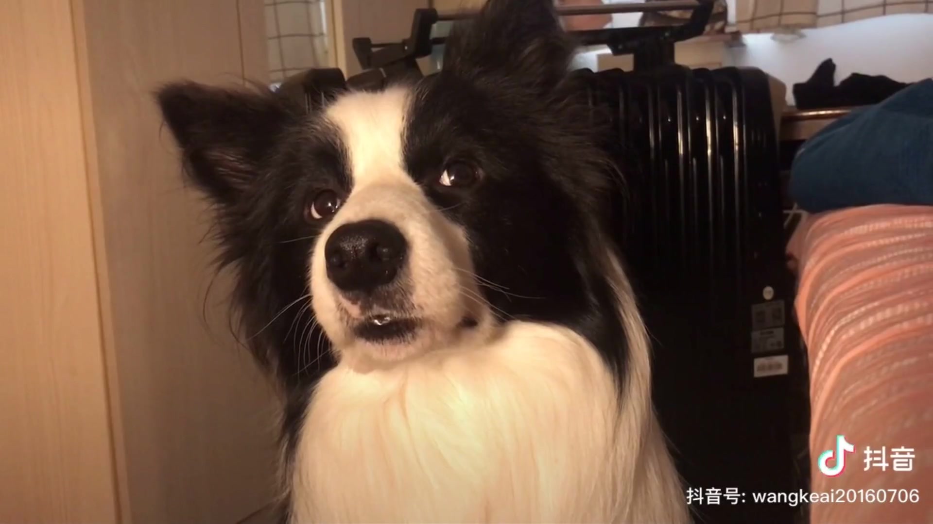 你在故宫修文物,我在抖音云撸狗(三)加长夜用型