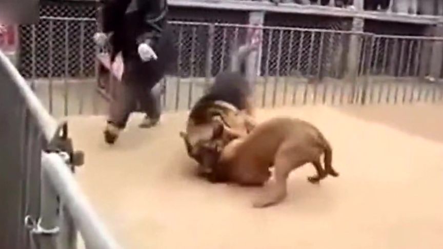 北京斗狗 比特犬咬死藏獒比赛