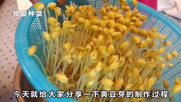 黄豆芽种植原来这么简单,只需几天就能长这么好
