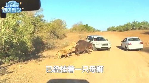 动物科学,河马正在找水喝,却惨遭狮群盯上