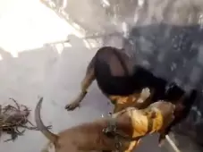 比特犬VS狼狗