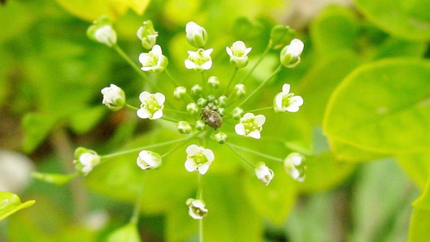 芨芨菜 中药材百科