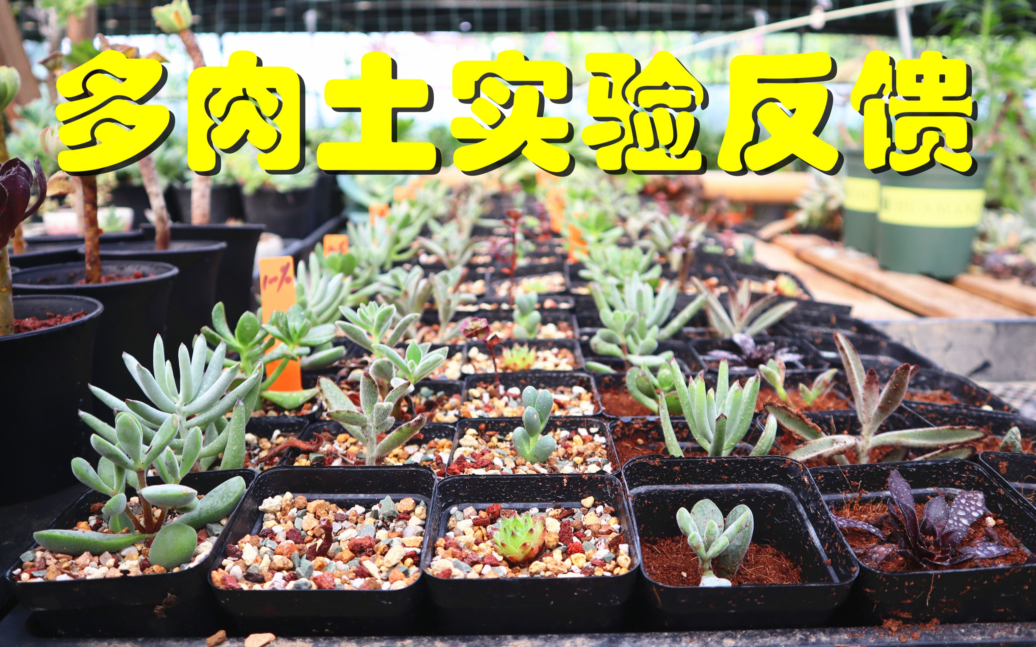 多肉土颗粒比实验反馈 三个月后的状态