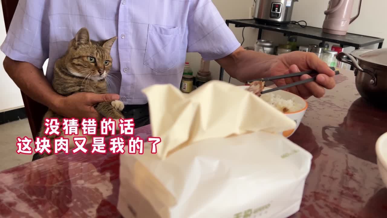 在猫咪的世界 老实勤奋在撒娇卖萌年前一文不值