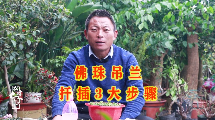 佛珠吊兰扦插难“成活”,教你扦插”小技巧“,一个星期就生根!