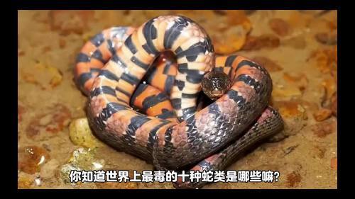 十大毒蛇排行榜