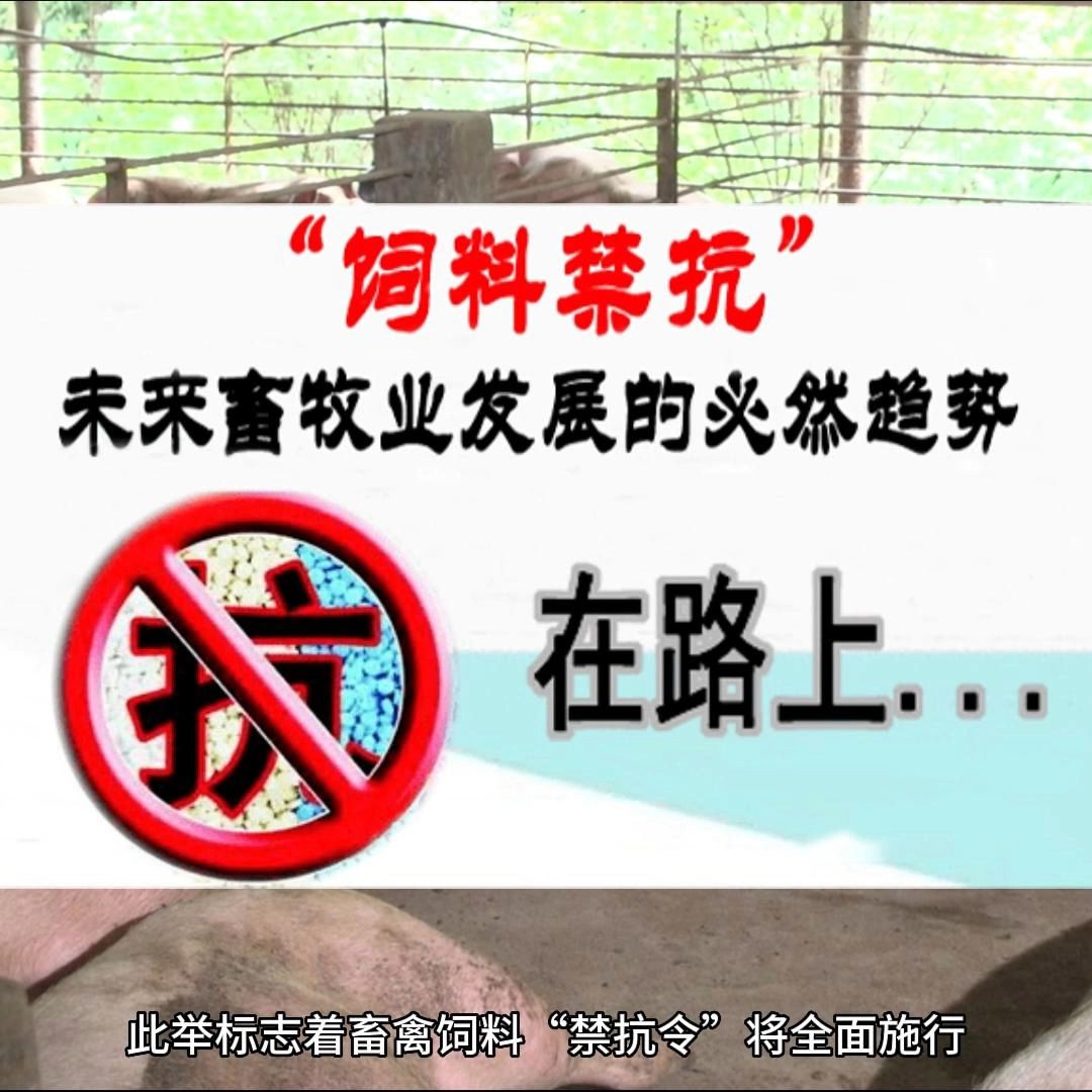 饲料禁抗是未来畜牧业发展的必然趋势
