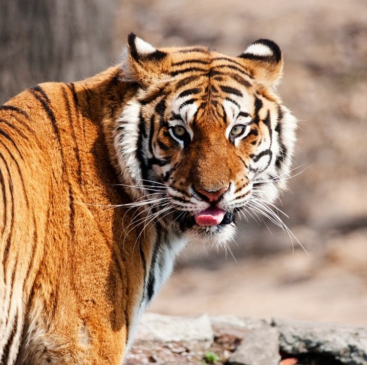 白山松水工作室 