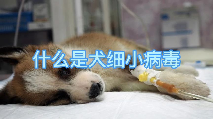 什么是犬细小病毒