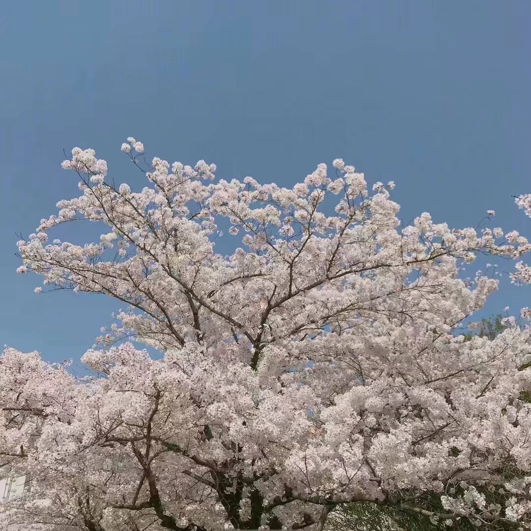 削他说动漫 