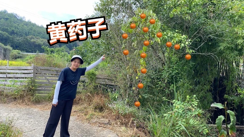 黄独也叫黄药子,外形长得像巧克力,价值非常高很多人还不知道