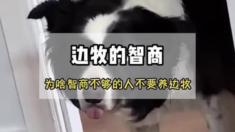 边牧的智商到底有多高 狗是狗边牧是边牧 边牧 边牧的智商