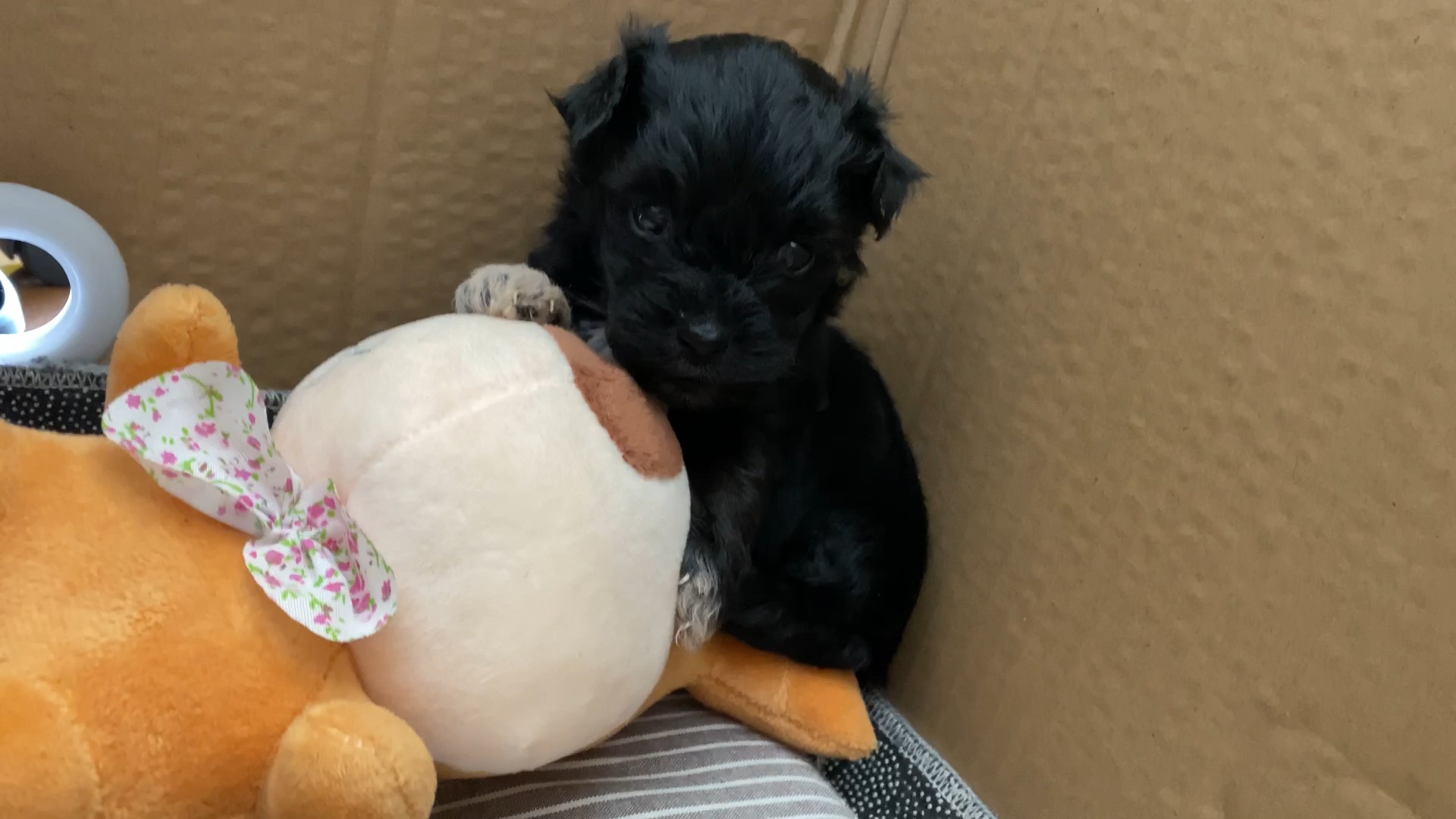 啦啦啦我终于养了自己的小狗!想想都开