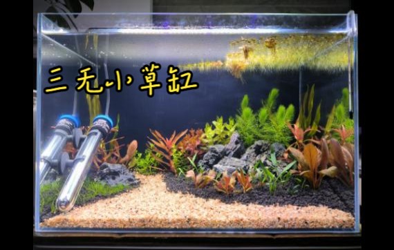 【三无小草缸维护记录 第二期】 第5-9天