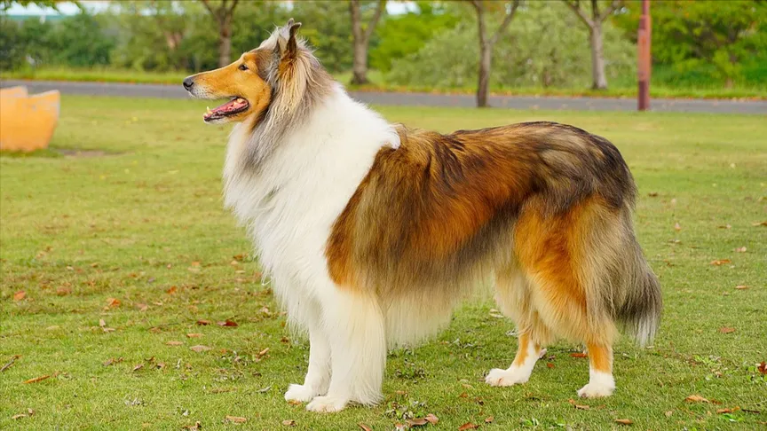 【狗狗大全系列】苏牧犬-世界上最受欢迎的犬种之一