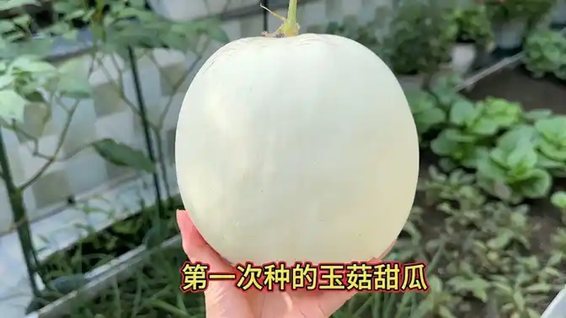 楼顶菜园第一次种玉菇甜瓜 一棵苗就结成一个 个头大味道不错