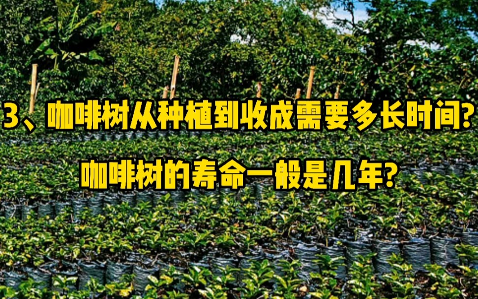 两个多久?咖啡树从种植到收成需要多长时间?咖啡树的寿命一般是几年?