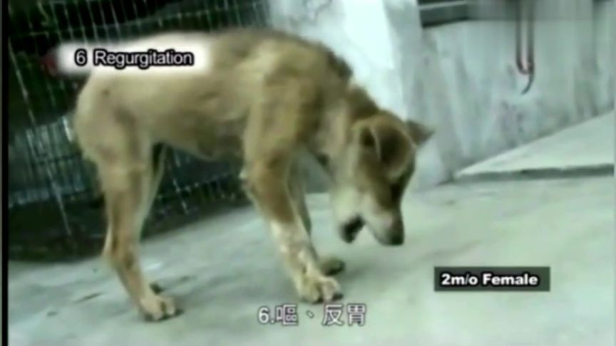 狗患有狂犬病,的十大特征,记得看见一定要远离!