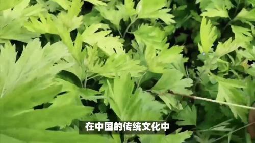 艾叶你真的会用吗?艾叶的这5种用途你可能还不知道,快来看看