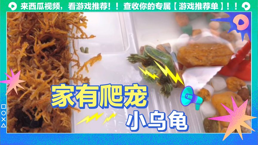 #小乌龟 不吃东西怎么办?