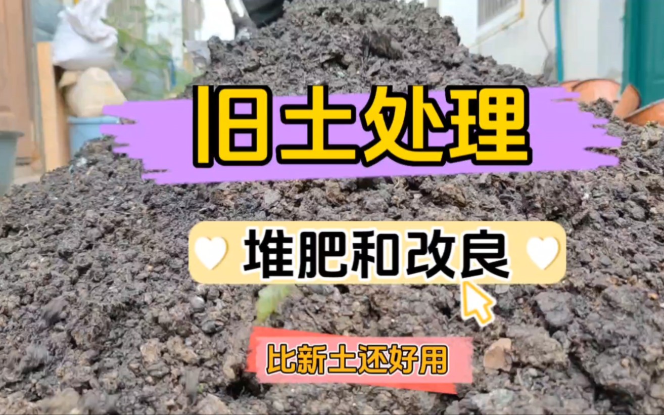 盆栽草莓换下来的旧土,这样去堆肥和改良,比新土还要好用