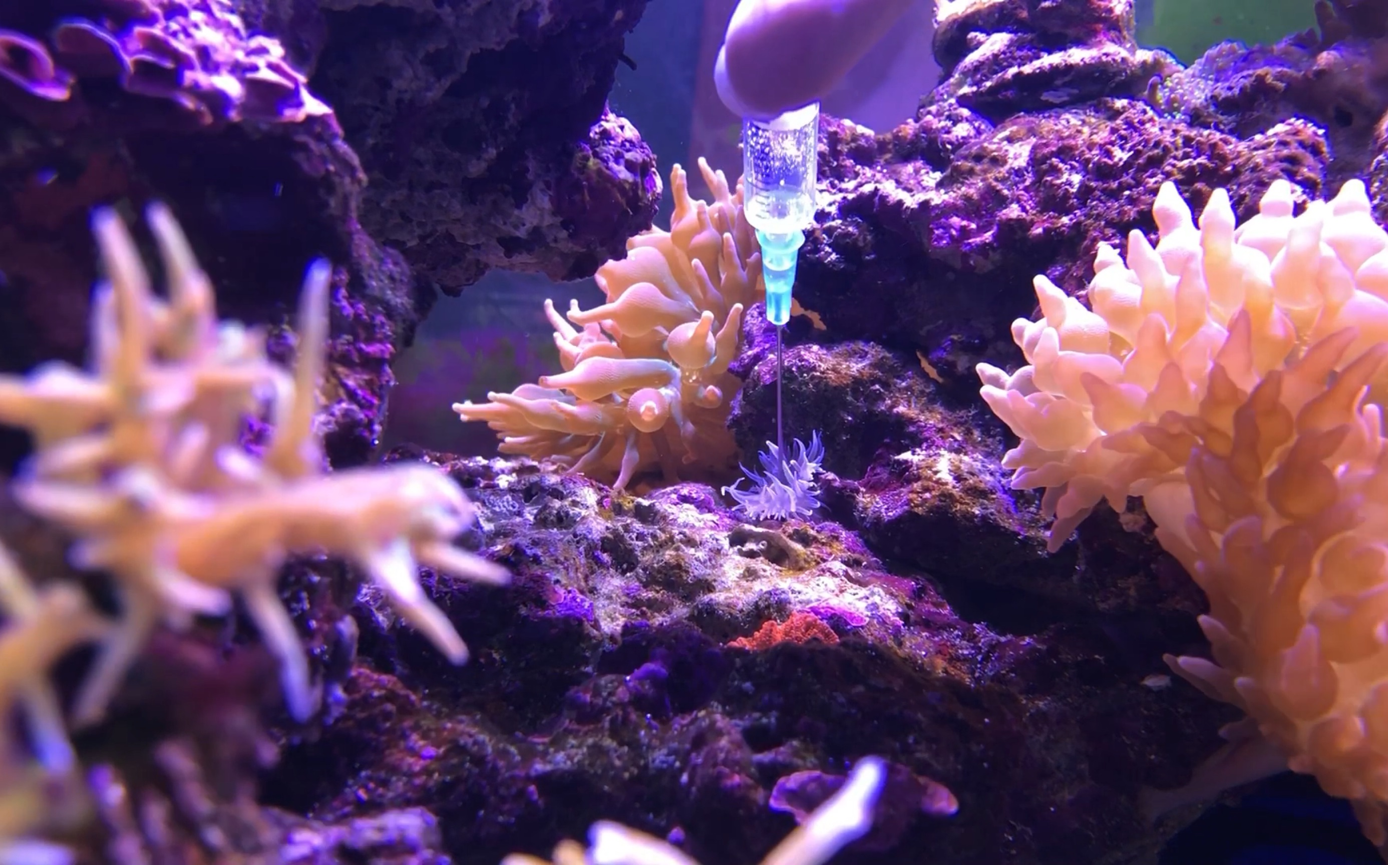 海水鱼缸中利用注射器消灭垃圾葵