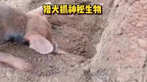 当猎犬发现神秘生物后开始疯狂的刨土这个神秘生物到底是什么呢?