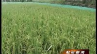090503我县稻-鱼-果粮经复合生态水产种养模式受专家好评