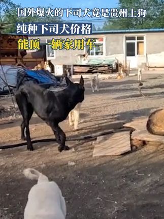...狗王",说它是下司犬,也有人认为长毛是土狗。贵州省犬业协会副会长...