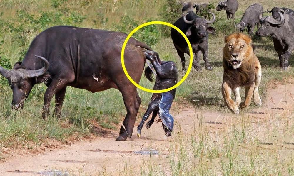 .正在生宝宝,让人意外的画面出现了,镜头记录全过程!