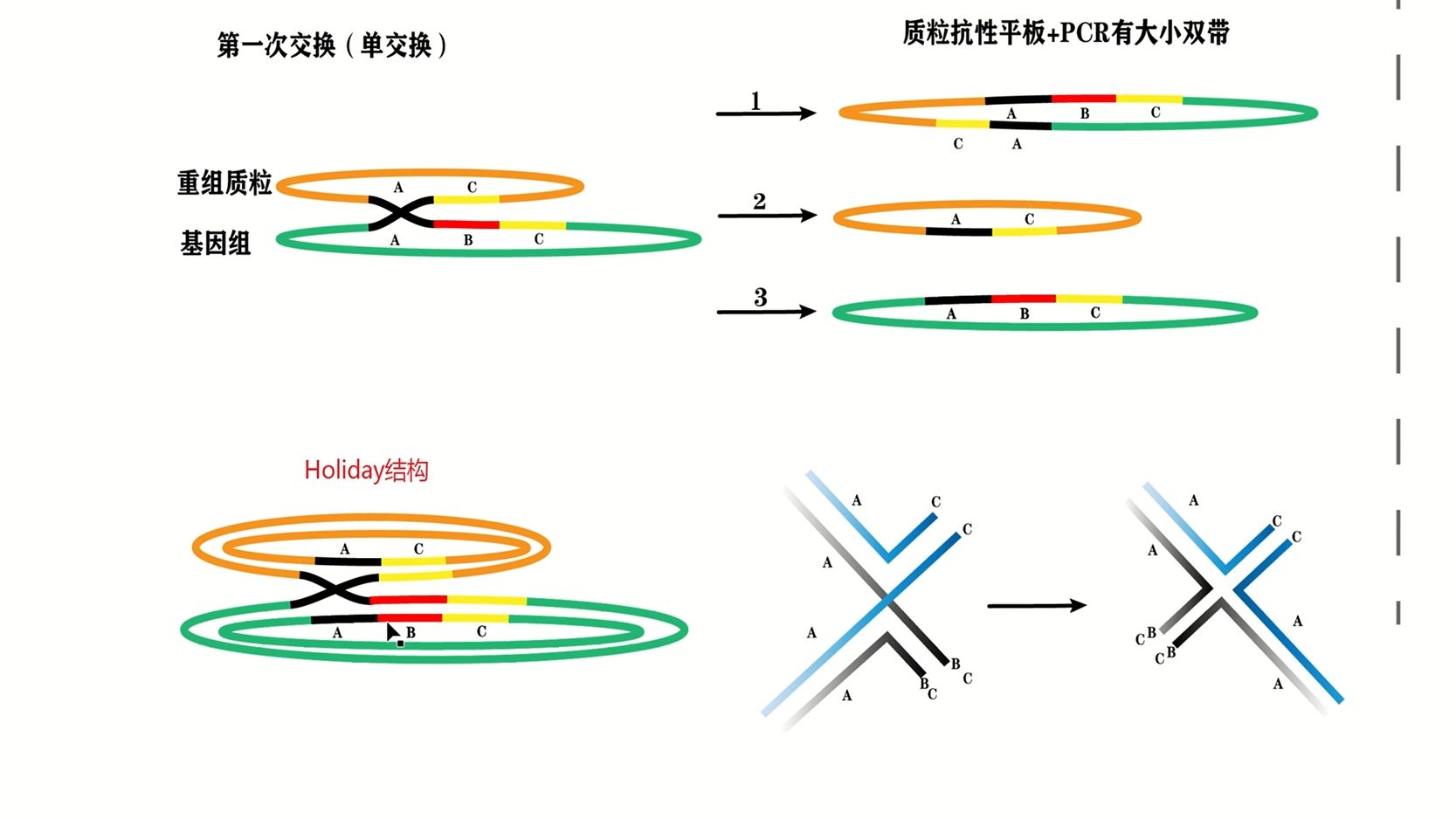 同源重组方法进行细菌的基因敲除原理