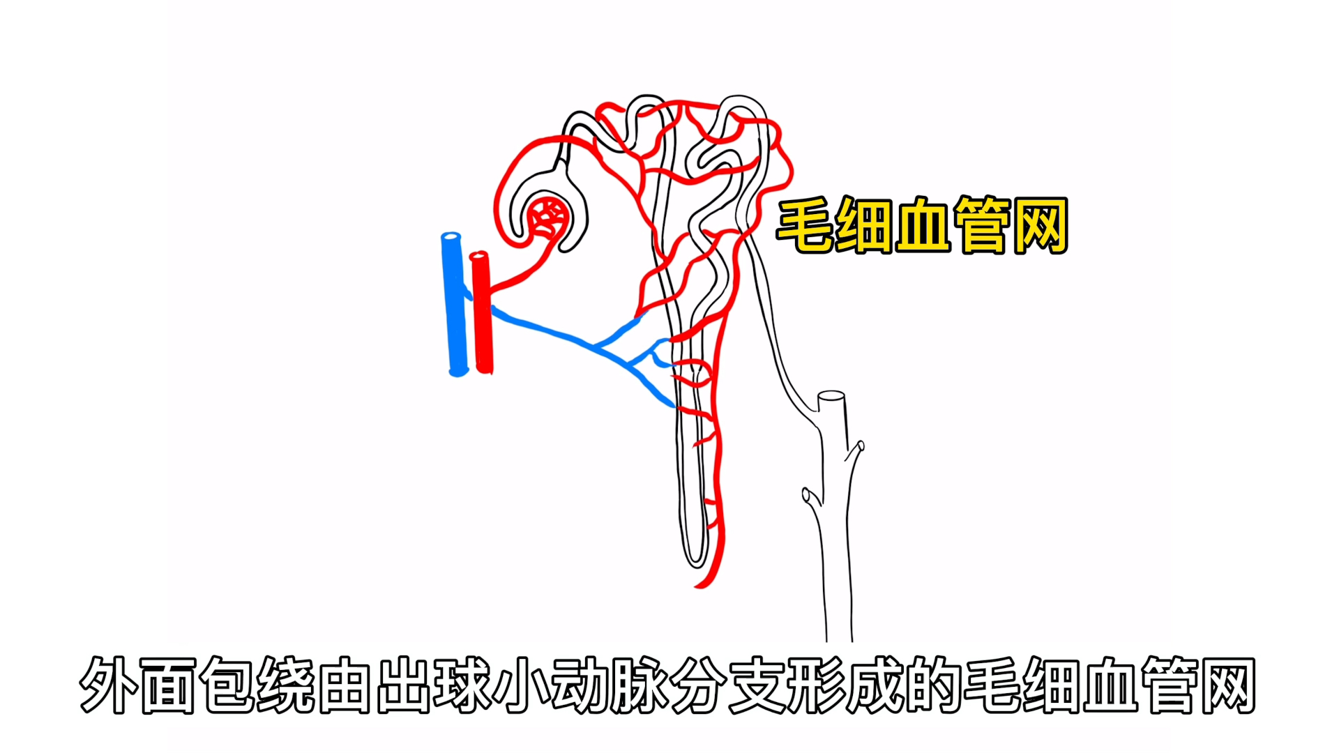努力学习生物|尿液的形成(初中生物)微课作业