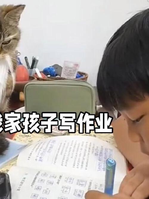 猫咪管家:抓鼠盯作业两不误