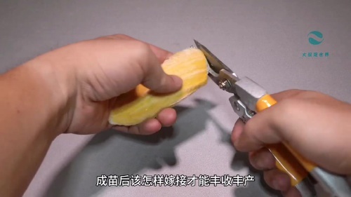 吃剩芒果核别丢,教你如何种植出苗以及嫁接技术