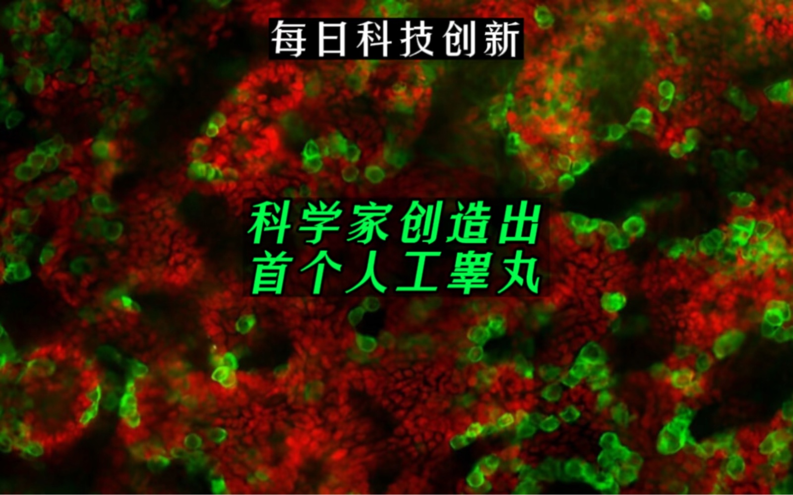 【每日科技创新】科学家创造出首个人工睾丸,已观察到产生生殖细胞...