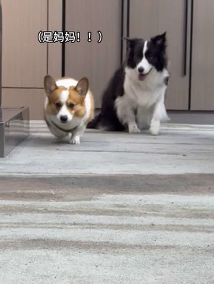 狗是狗 边牧是边牧 具像化 #柯基 #边牧