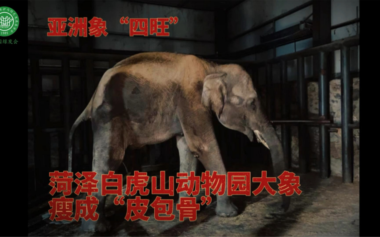 志愿者来信: 菏泽白虎山动物园大象瘦成"皮包骨" | 关注亚洲象"四旺"