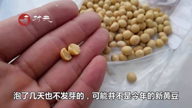你泡的黄豆为什么不发芽.